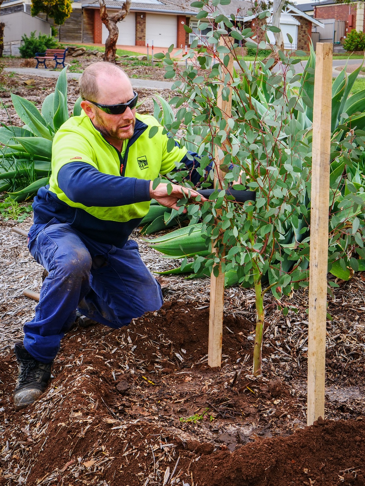Planting street trees City of Onkaparinga