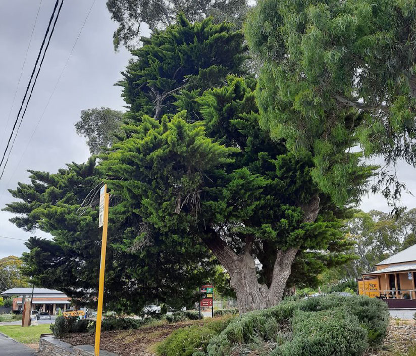 Bassett Memorial Tree City of Onkaparinga