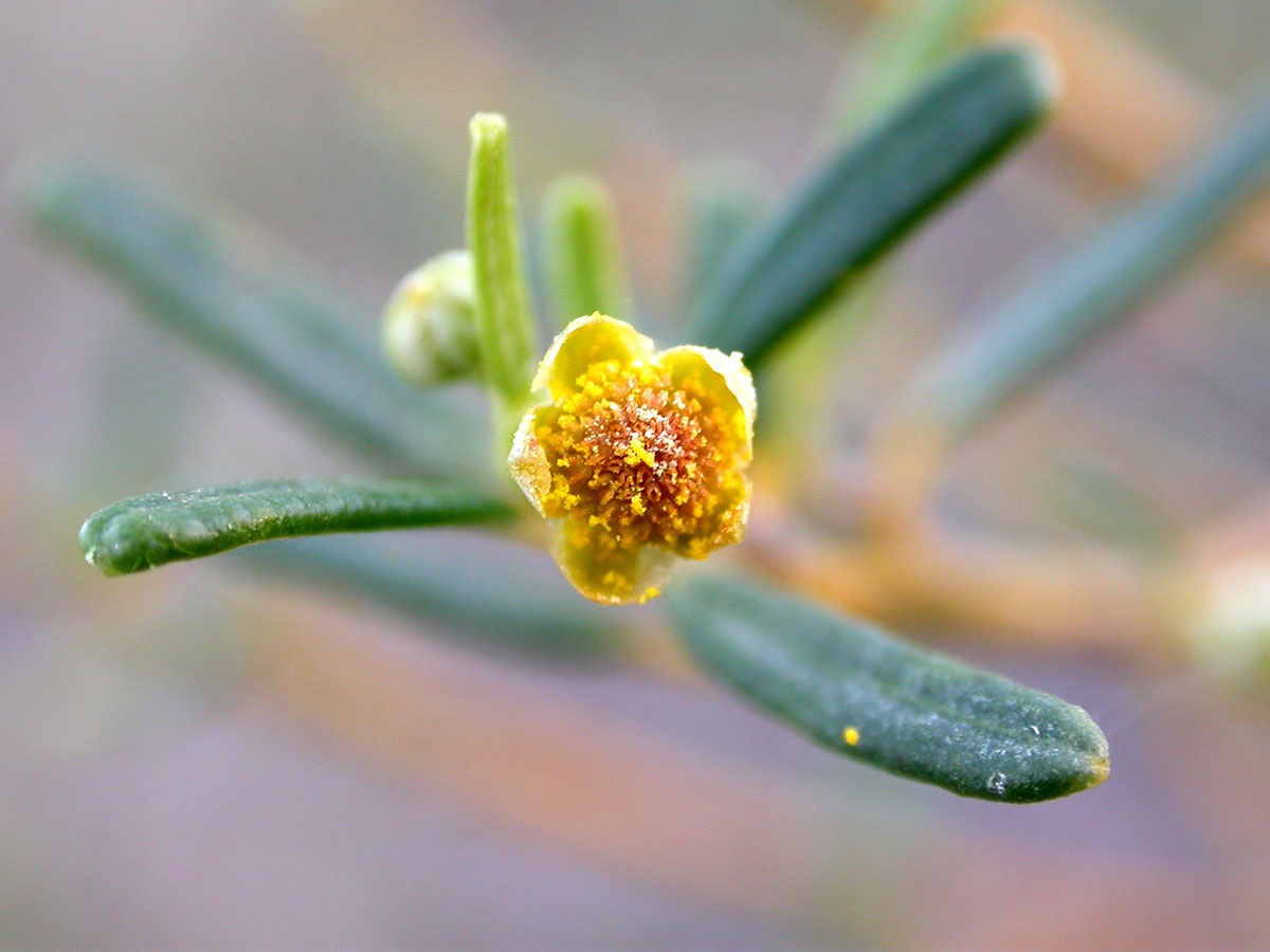 Pale Turpentine Bush City of Onkaparinga