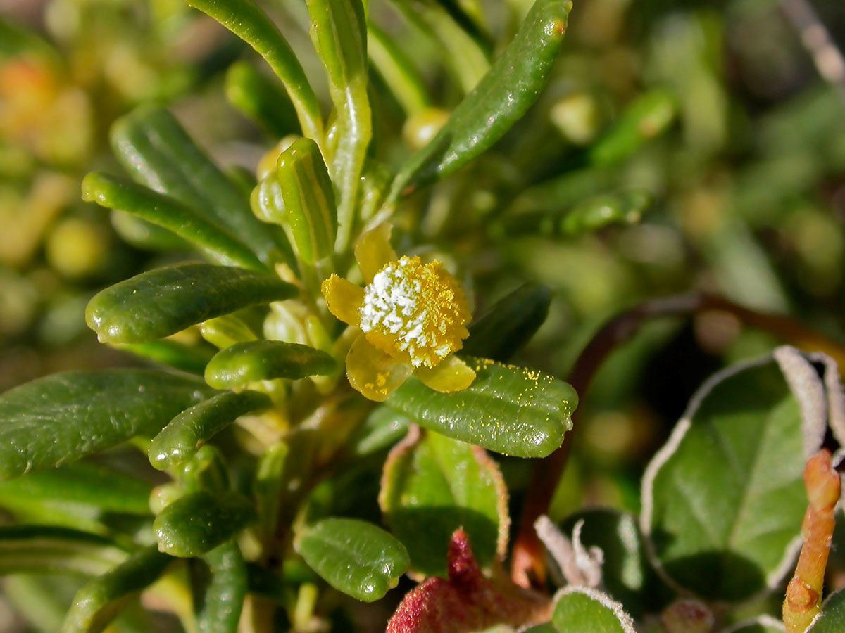 Pale Turpentine Bush City of Onkaparinga