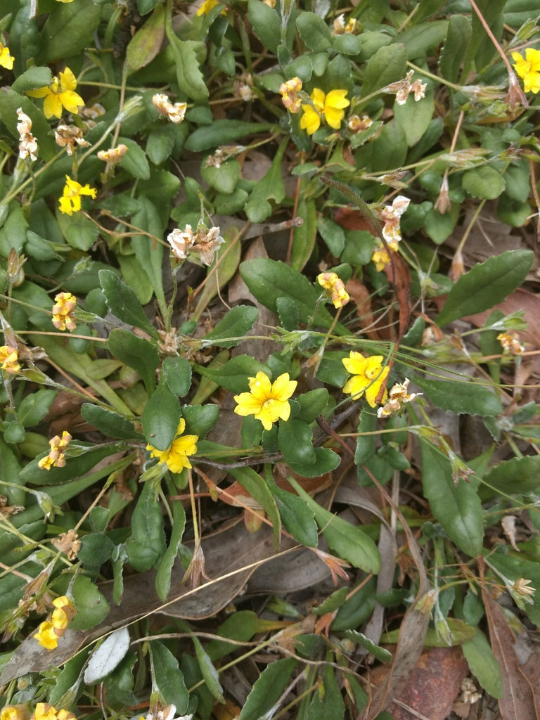 Native Primrose City of Onkaparinga