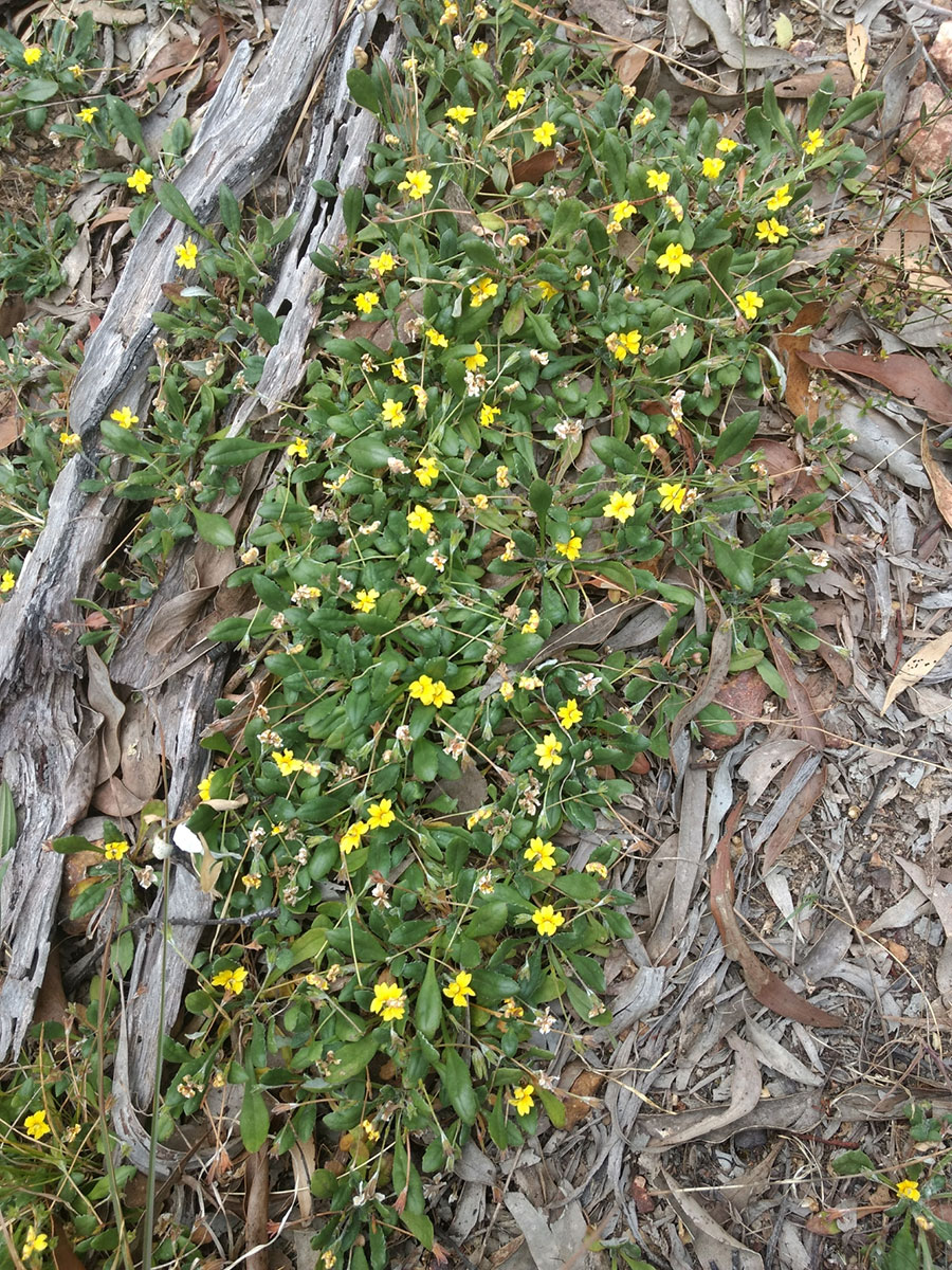 Native Primrose City of Onkaparinga