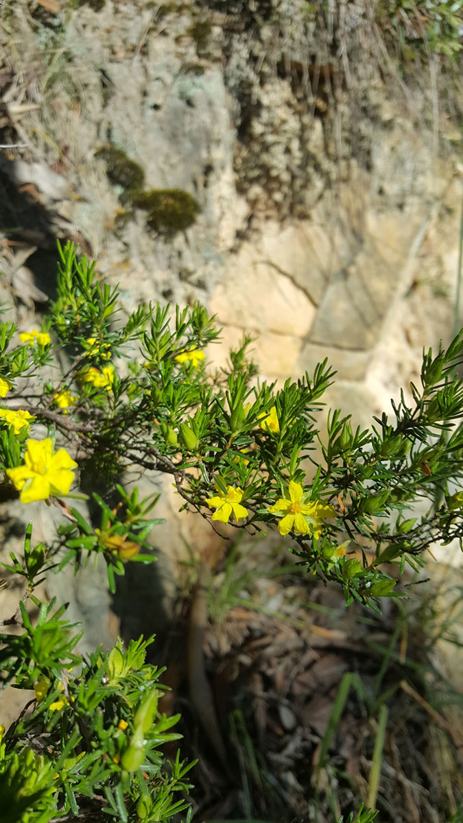 Erect Guinea-flower City of Onkaparinga