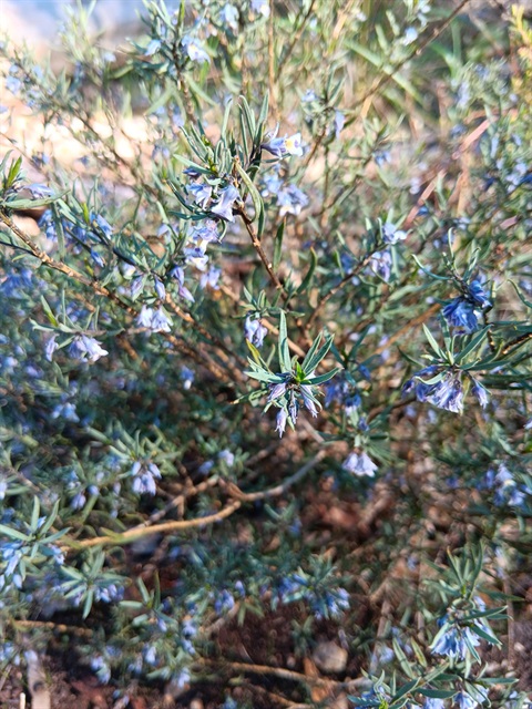 Shrub Violet City of Onkaparinga