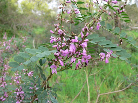 Australian Indigo City of Onkaparinga