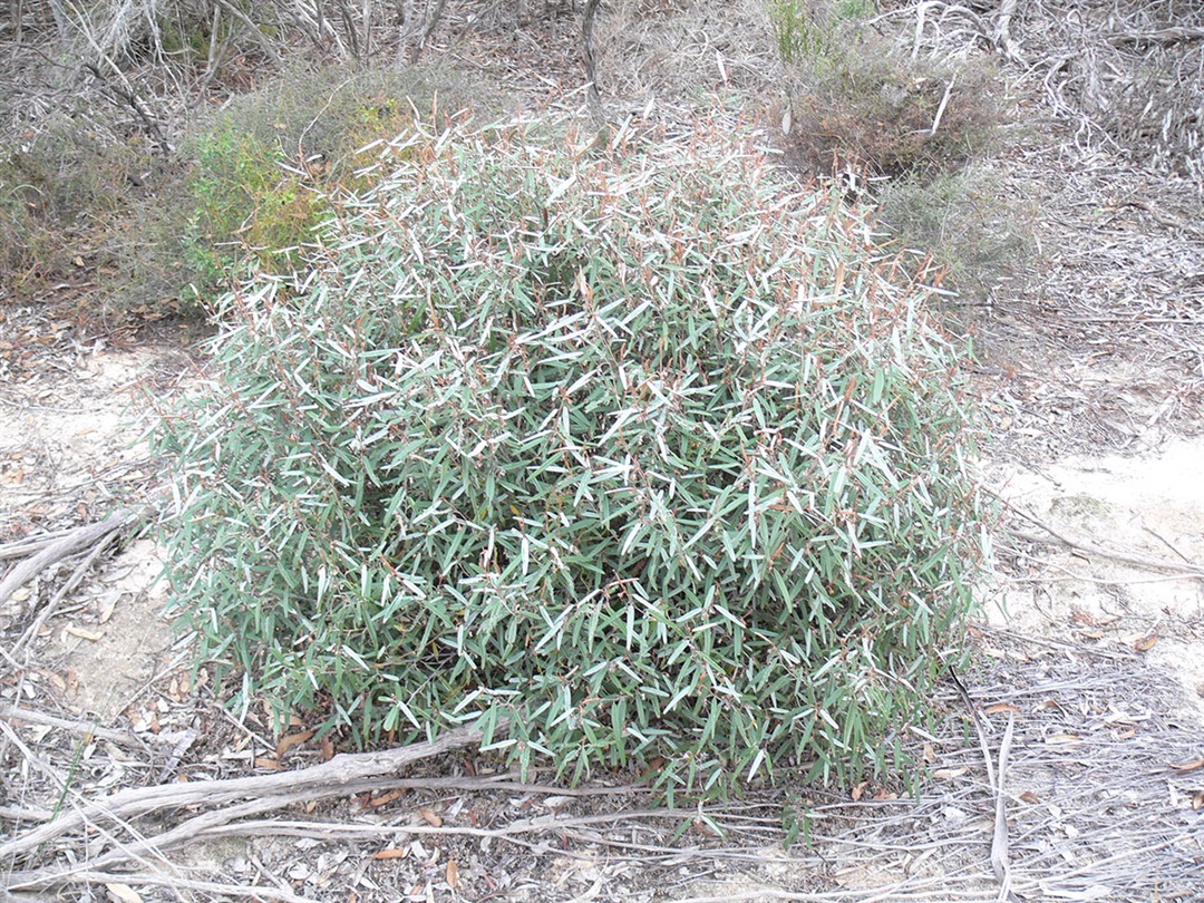 Pink Velvet Bush City of Onkaparinga