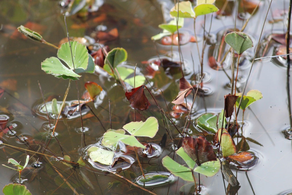 Common Nardoo City of Onkaparinga