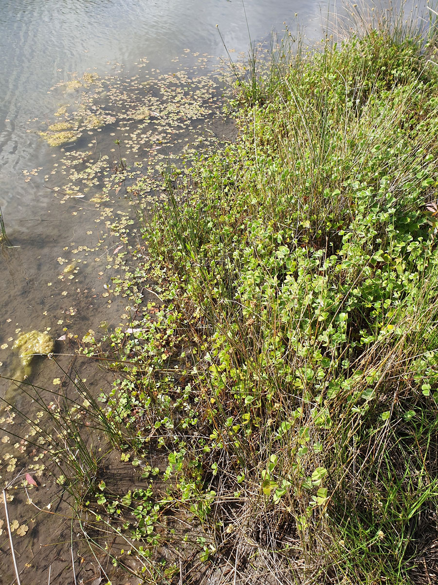 Common Nardoo City of Onkaparinga
