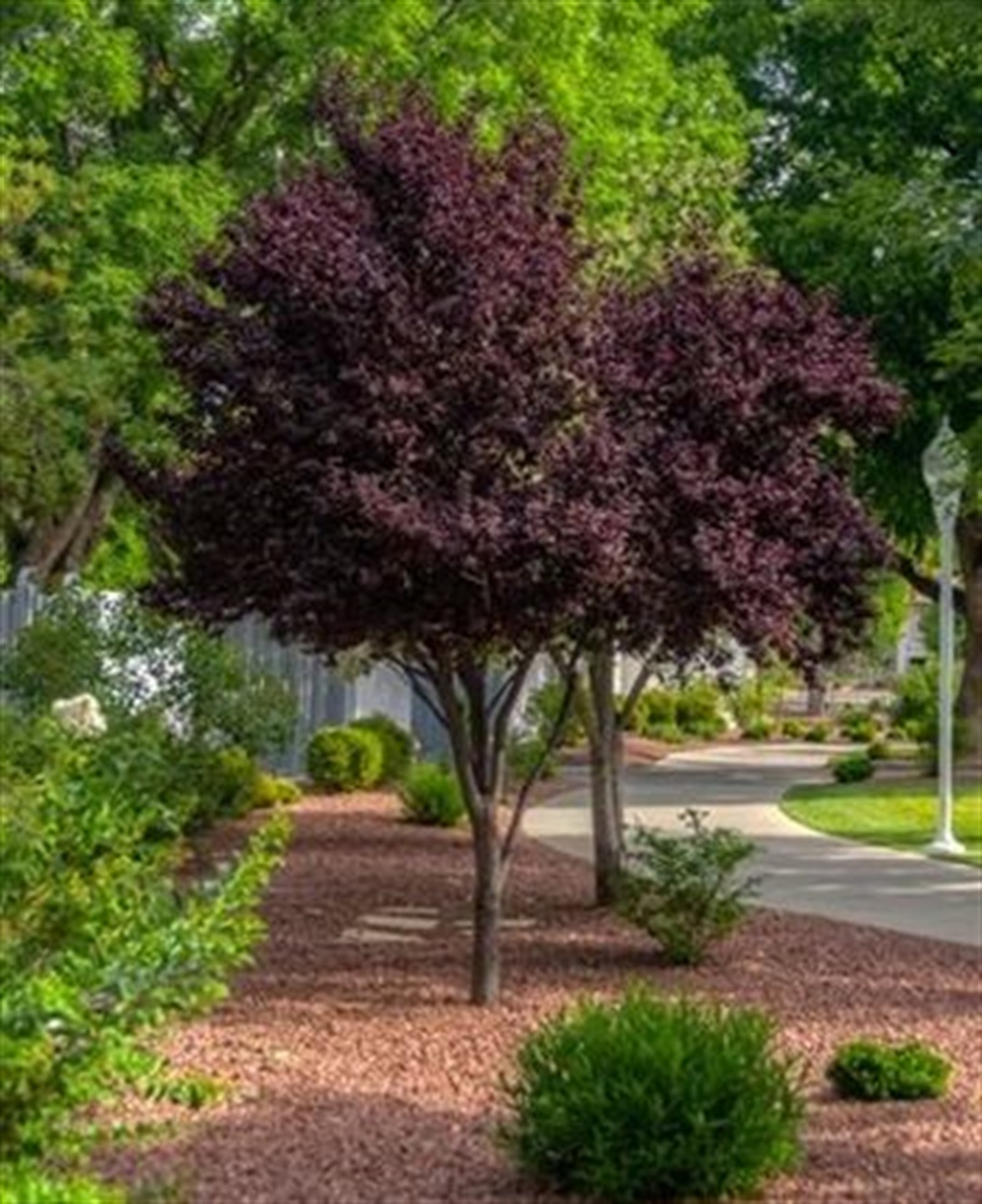 Small sized tree factsheets City of Onkaparinga